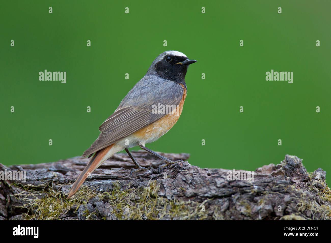 garden redstart, redstarts Stock Photo - Alamy