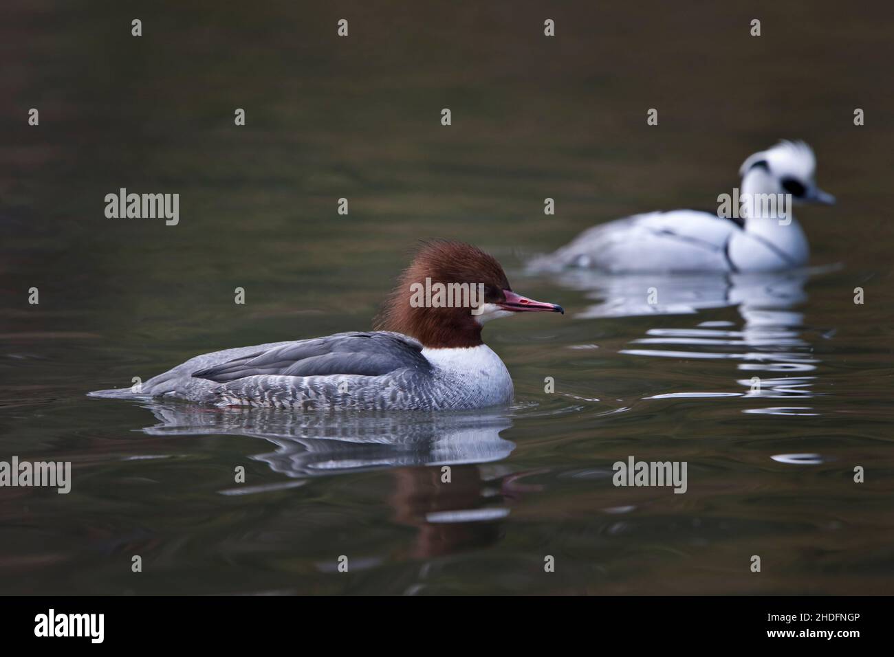 duck bird, common merganser, duck birds, common mergansers Stock Photo ...