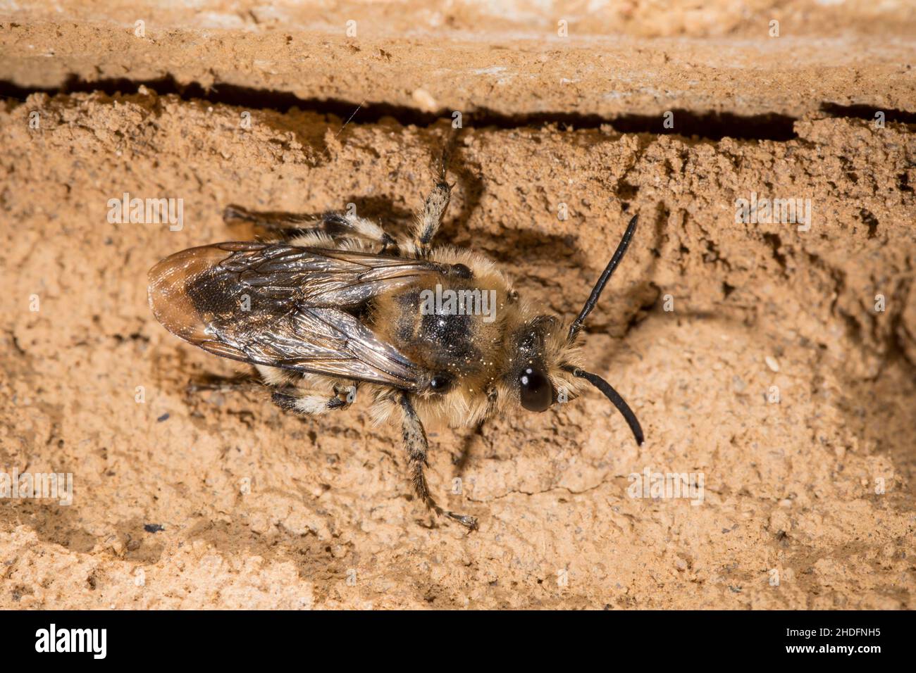 Digger cuckoo hi-res stock photography and images - Alamy