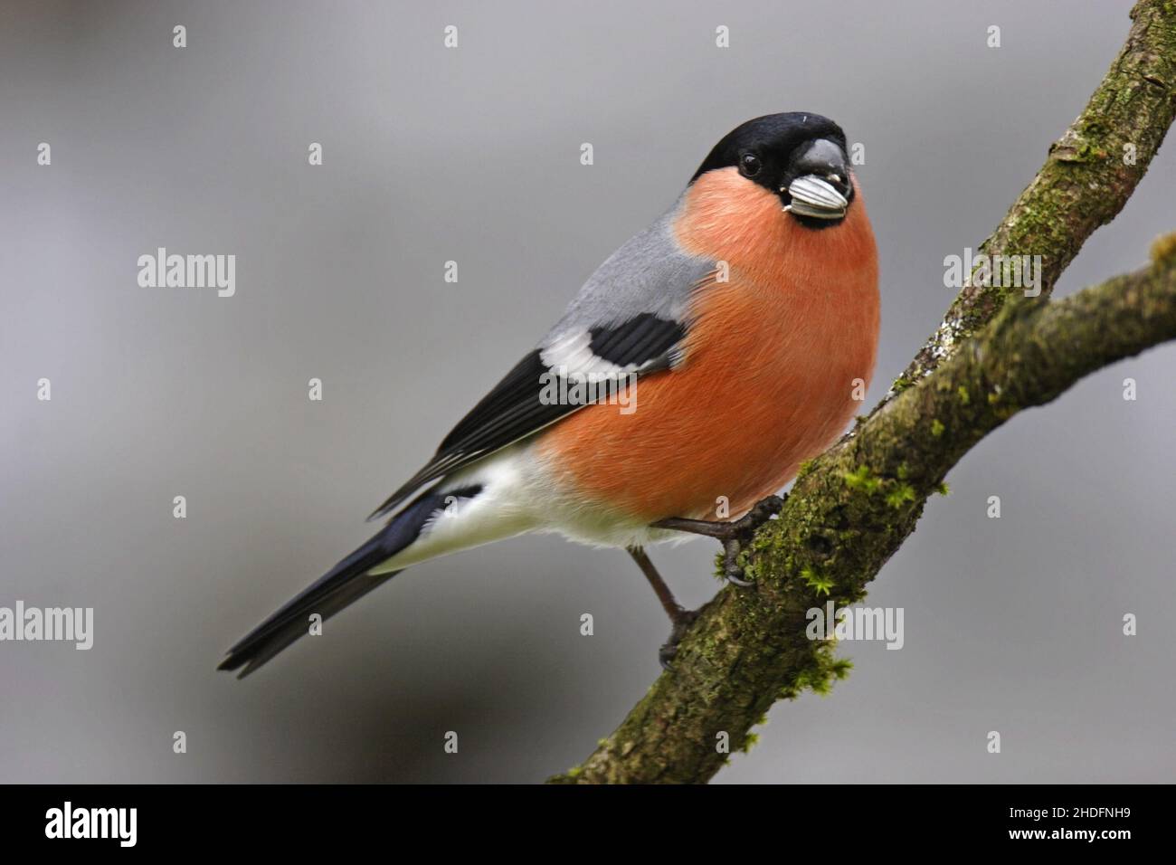 foraging, grains, bullfinch, grain, bullfinchs Stock Photo - Alamy