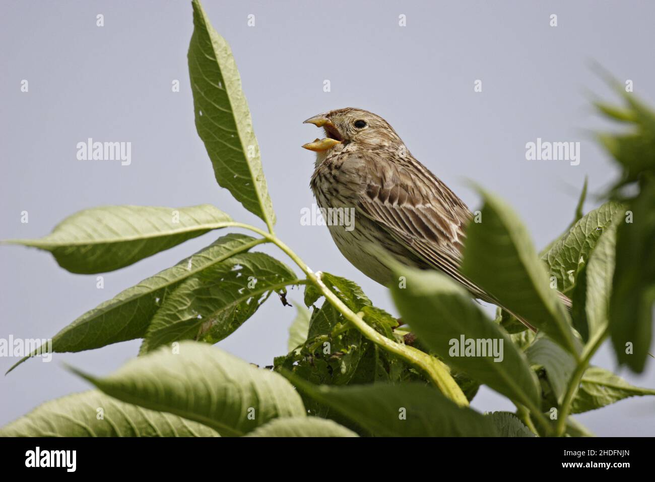 Shout at the side hi-res stock photography and images - Alamy