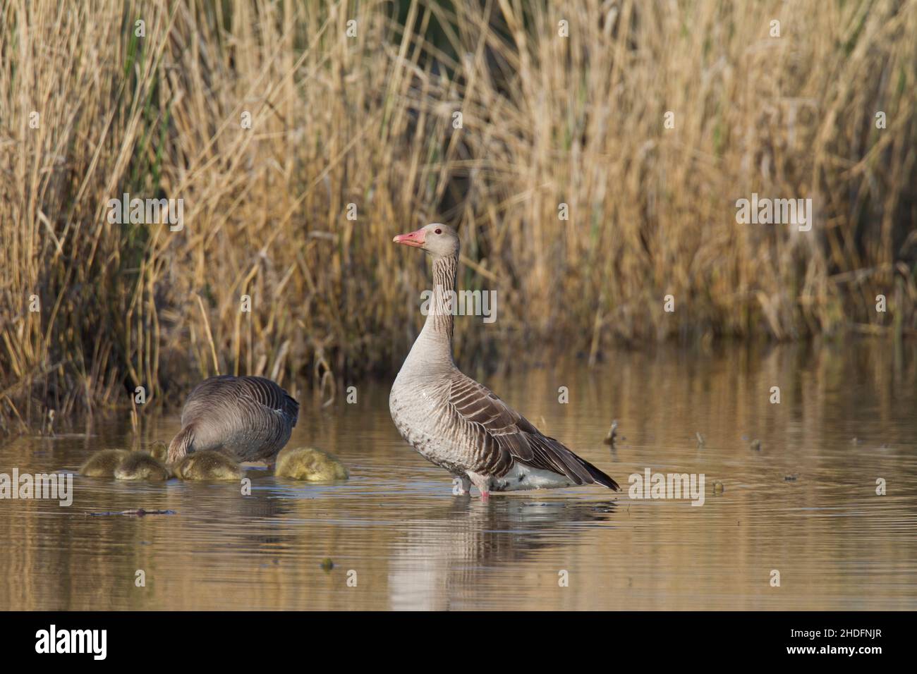 chicks, greylag goose, Greylag goose family, baby chicken, baby duck ...