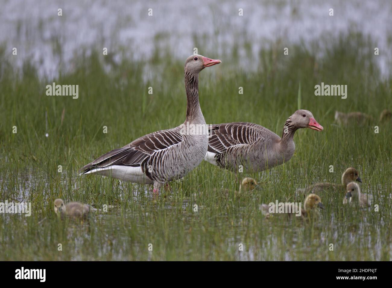 chicks, greylag goose, Greylag goose family, baby chicken, baby duck ...