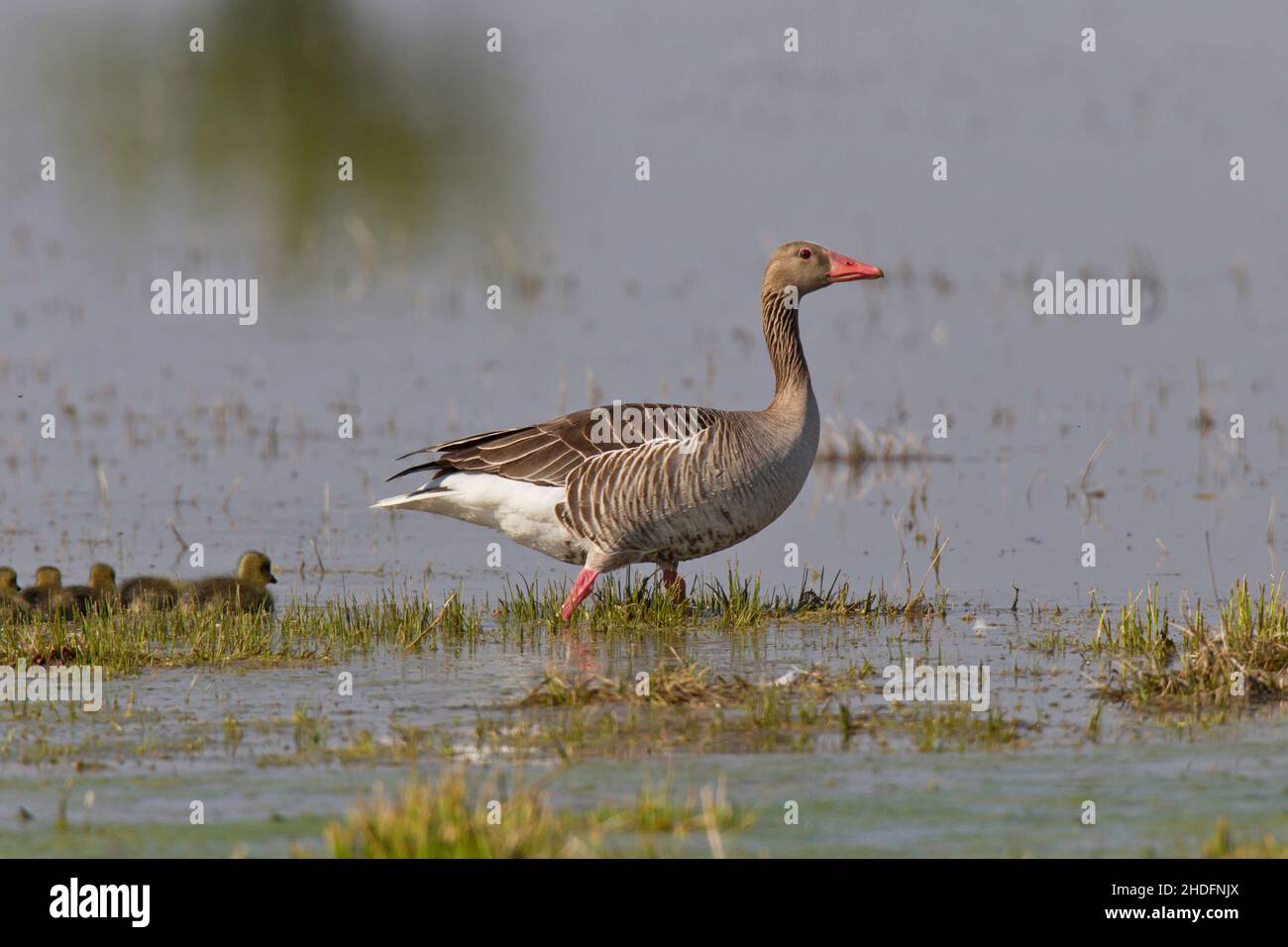 Geese walking goose geeses hi-res stock photography and images - Alamy