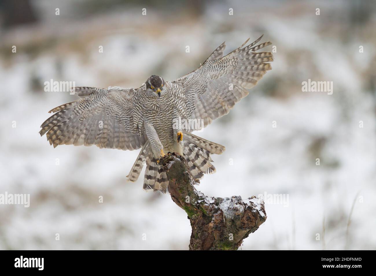 wings, goshawk, wing, goshawks Stock Photo - Alamy