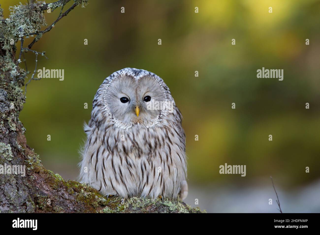 ural owl, Ural owl, ural owls Stock Photo - Alamy