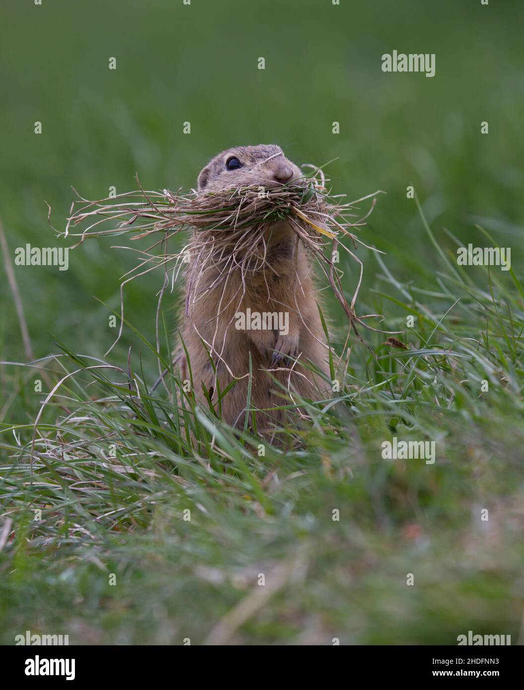 ground squirrel, ground squirrels Stock Photo - Alamy
