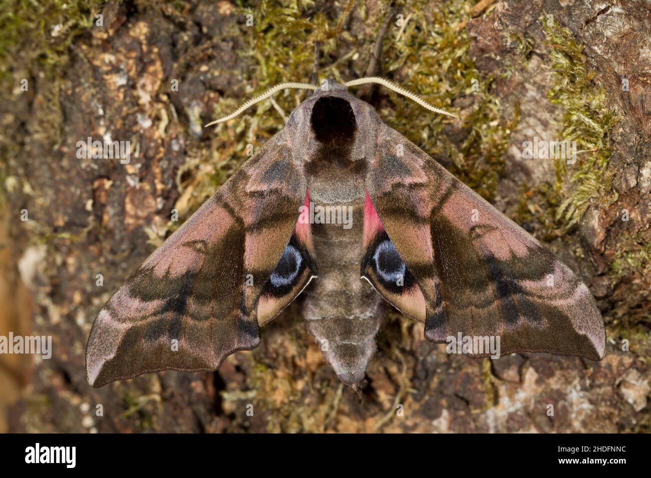 Peacock eyed hawk moth hi-res stock photography and images - Alamy