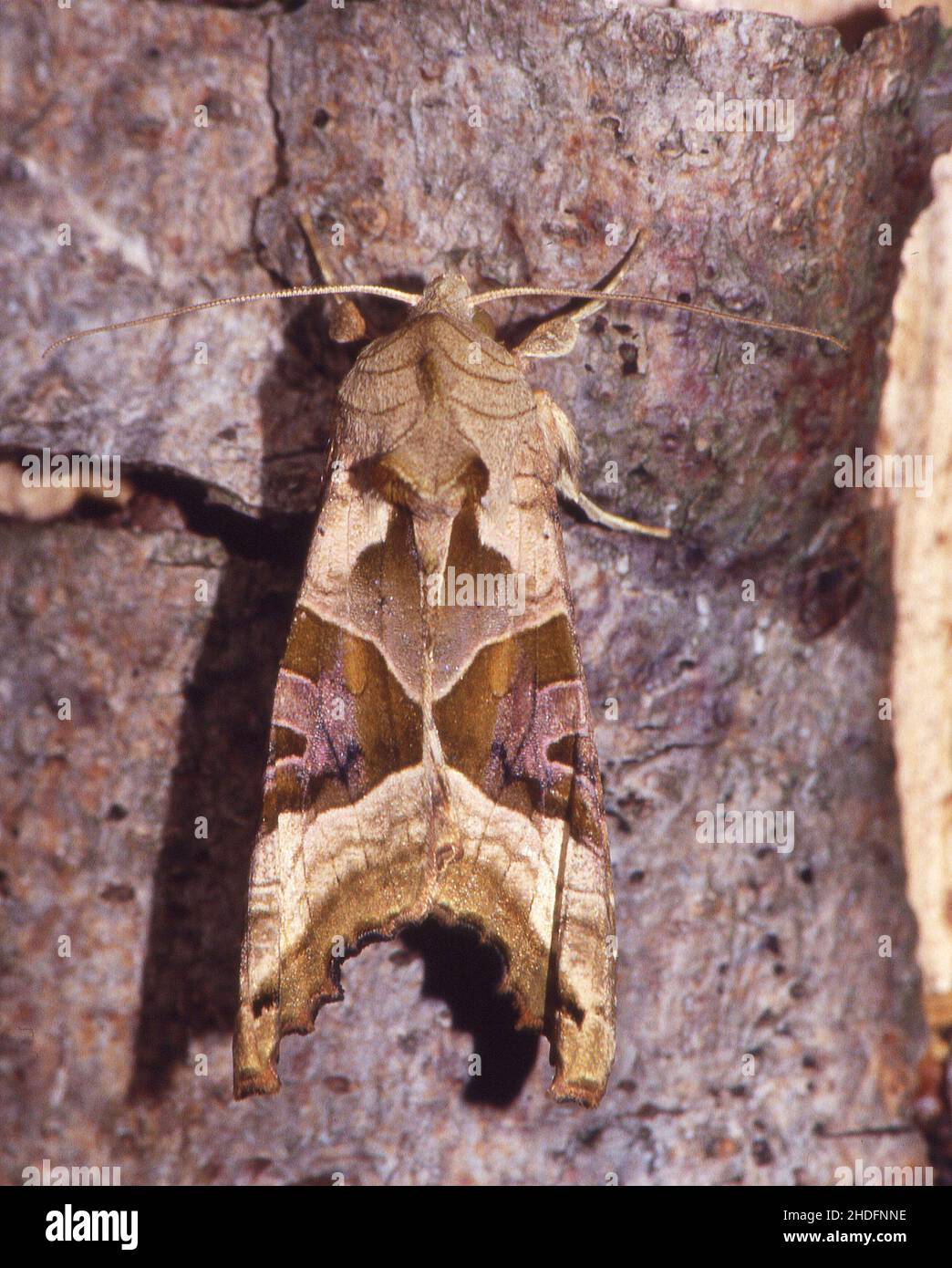 Owlet butterfly hi-res stock photography and images - Alamy