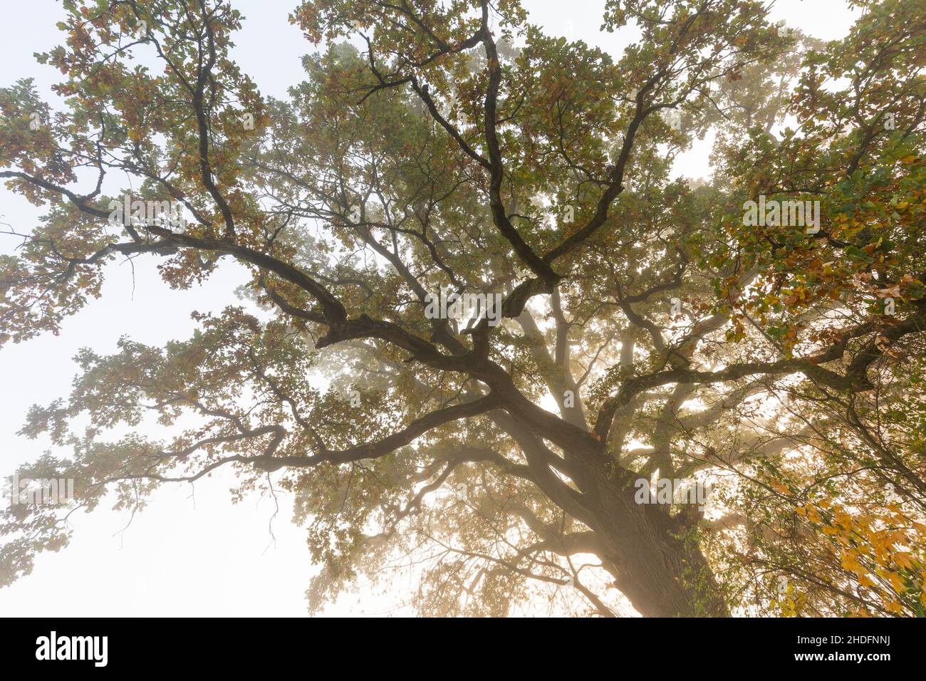 haze, oak tree, morning light, dunsts, oak trees, morning lights Stock ...