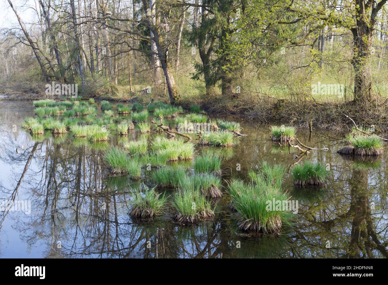 Peat forests hi-res stock photography and images - Alamy