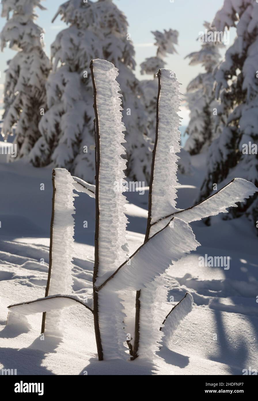 winter, twig, snowy, winters, twigs, snowcappeds Stock Photo - Alamy