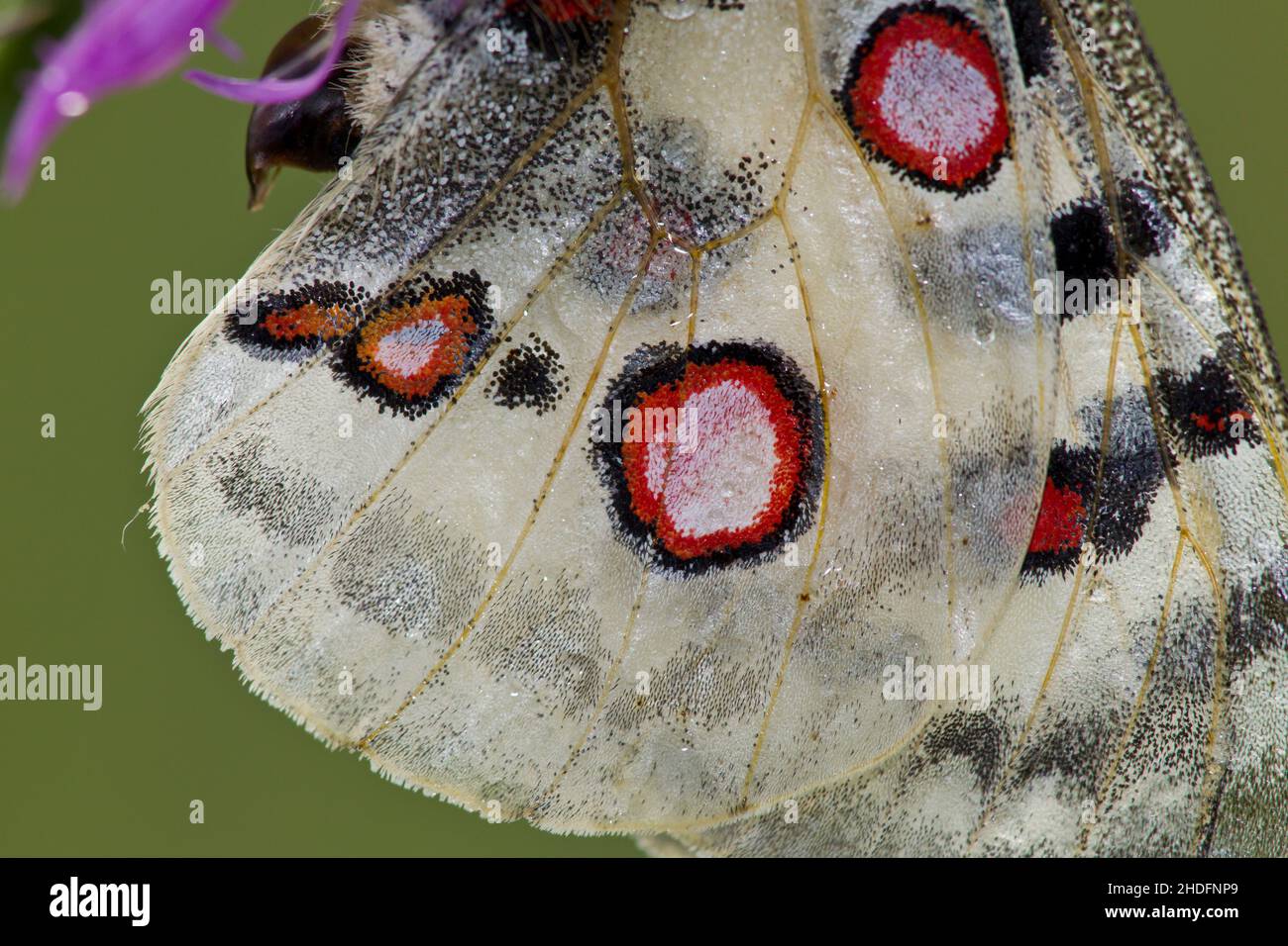 butterfly wings, apollo, butterfly wing Stock Photo - Alamy