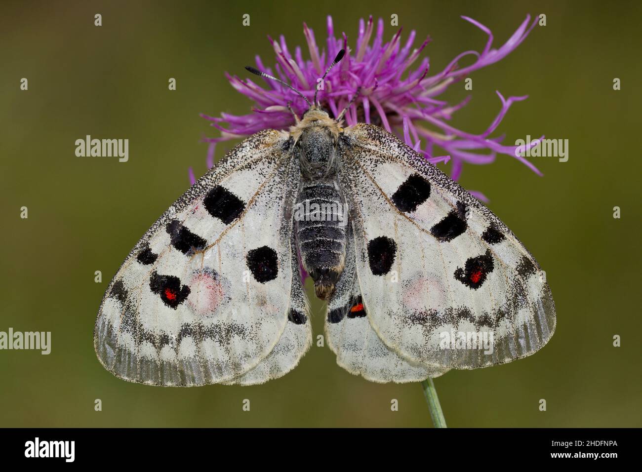 Red list threatened species hi-res stock photography and images - Alamy