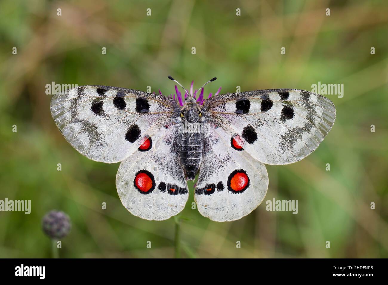 red list, apollo butterfly, red lists, apollo butterflies Stock Photo ...