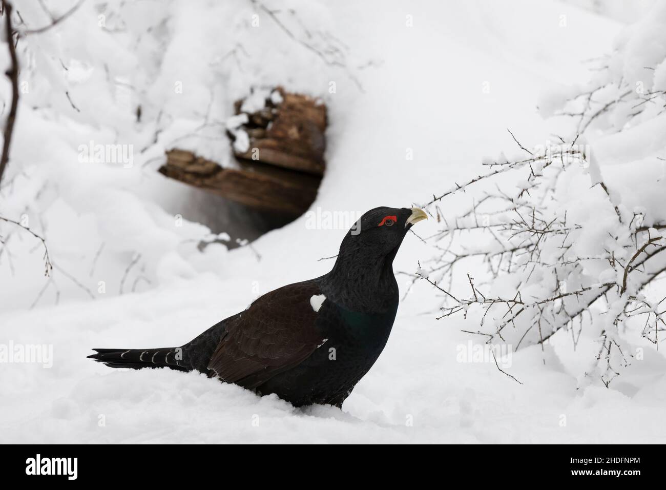 Capercaillies hi-res stock photography and images - Alamy