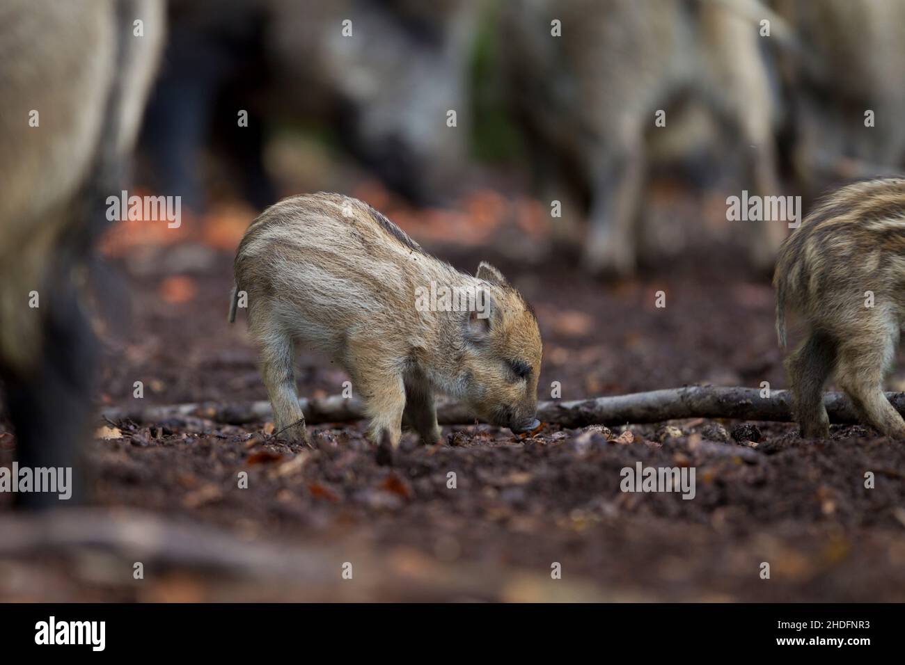 piglet, wild boar, piglets, wild boars Stock Photo - Alamy