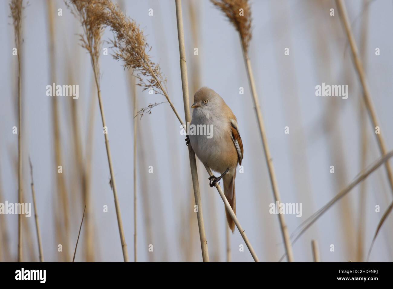Reed dwellers hi-res stock photography and images - Alamy