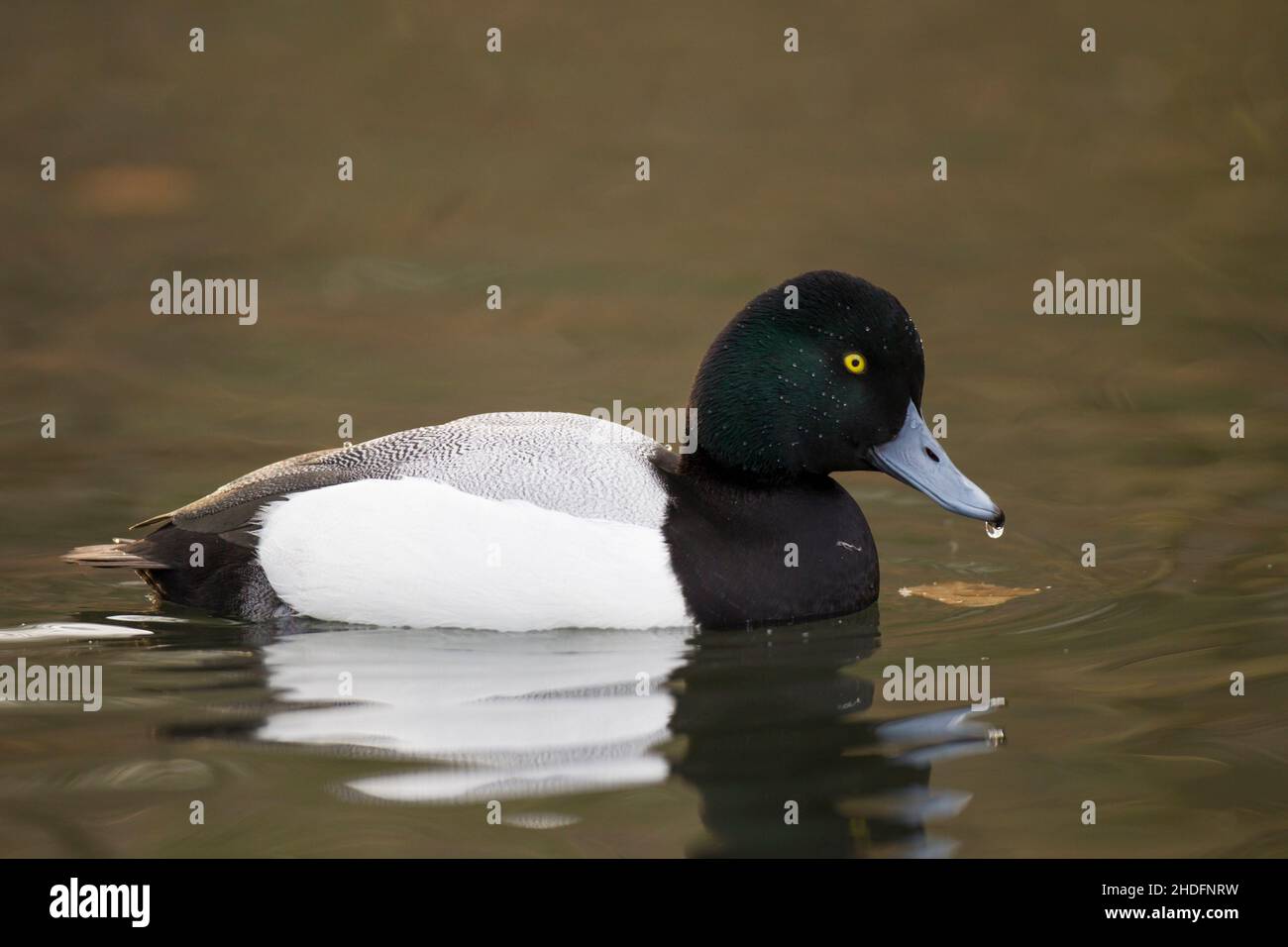 males, greater scaup , guy, guys, male Stock Photo - Alamy