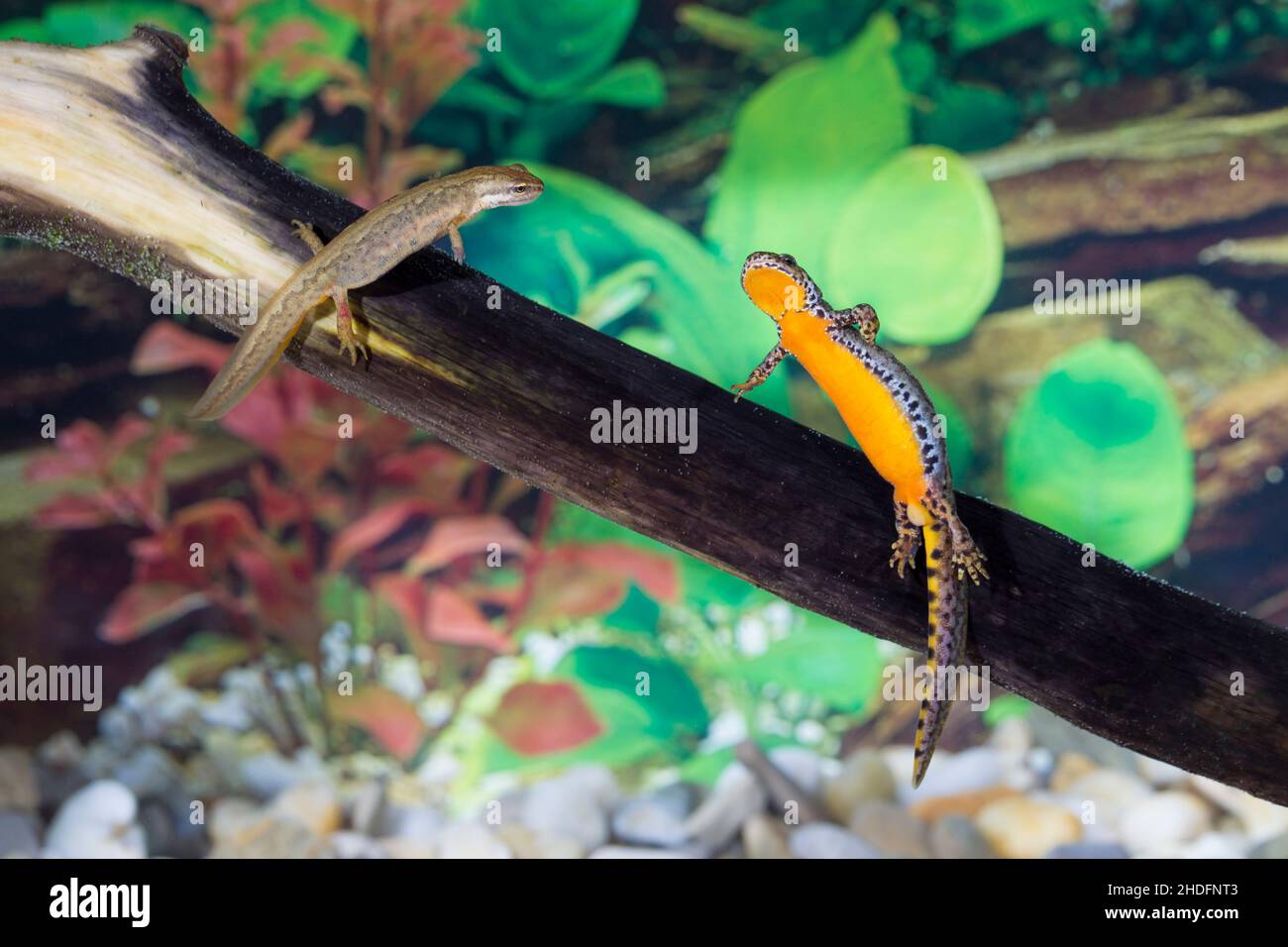 Alpine newt male female hi-res stock photography and images - Alamy