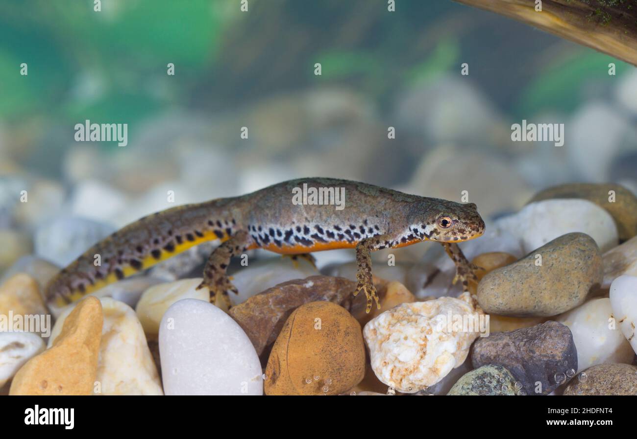 alpine newt, alpine newts Stock Photo - Alamy