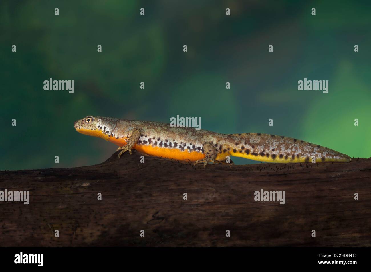 alpine newt, alpine newts Stock Photo - Alamy