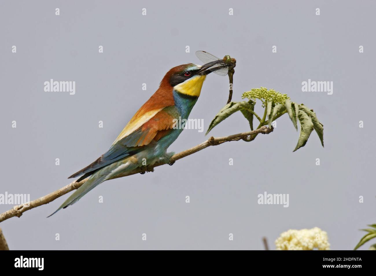 fodder, European bee-eater, fodders Stock Photo - Alamy
