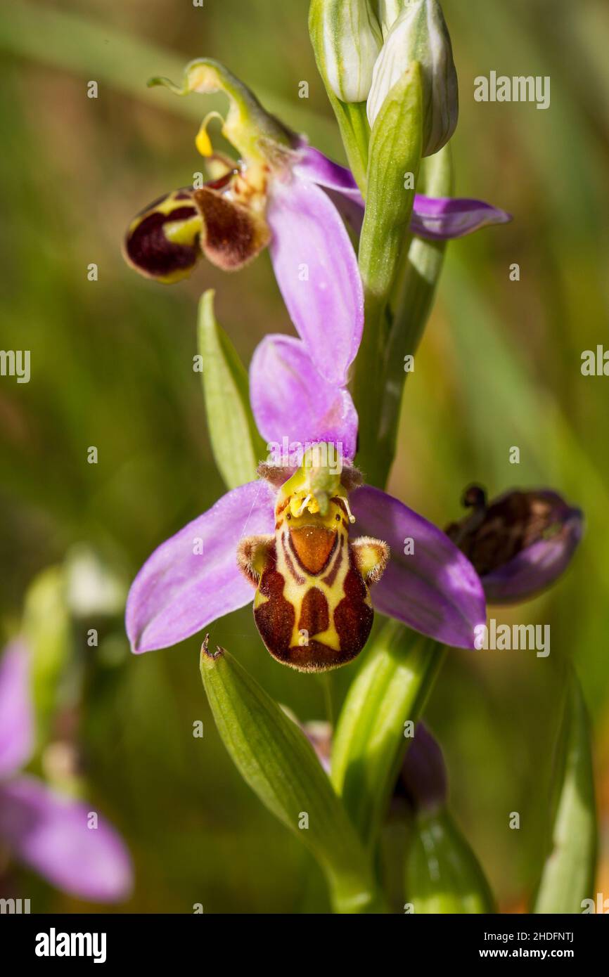 orchids, ophrys apifera, orchid Stock Photo - Alamy