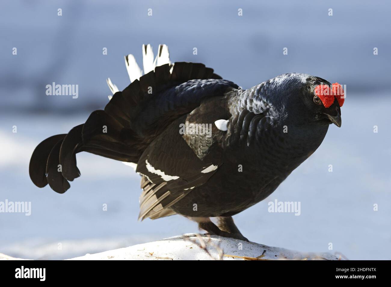 black grouse, black grouses Stock Photo - Alamy