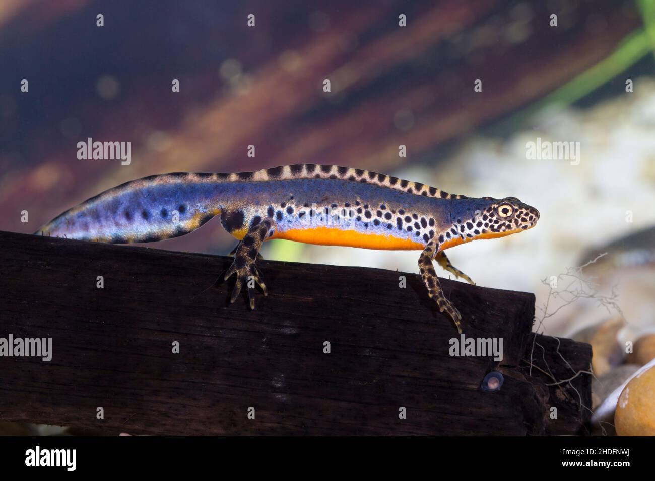 Alpine water salamanders hi-res stock photography and images - Alamy