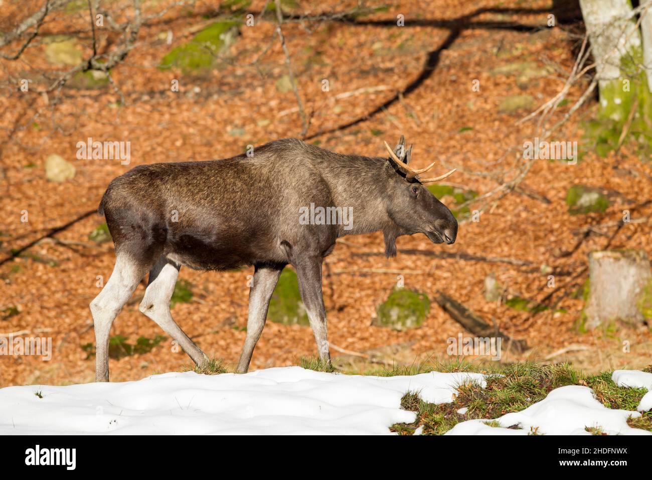 Animals elks mammals hi-res stock photography and images - Alamy