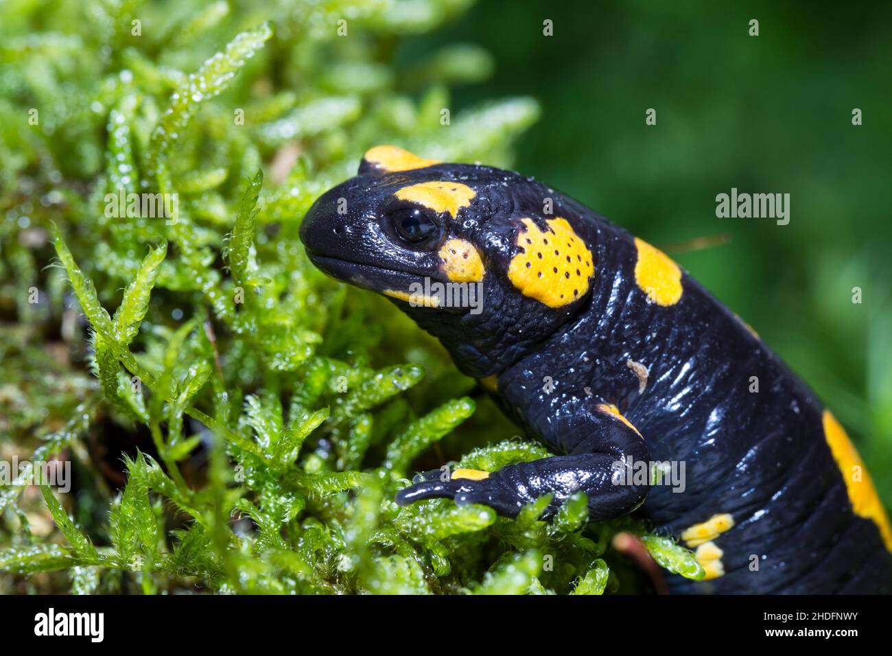 fire salamander, fire salamanders Stock Photo - Alamy