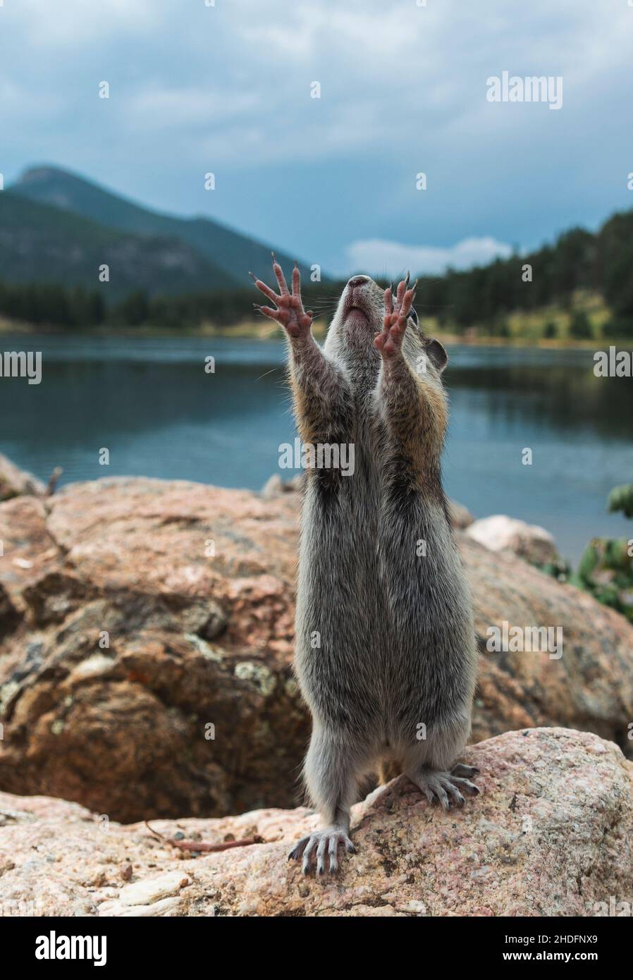 Human rats hi-res stock photography and images - Alamy