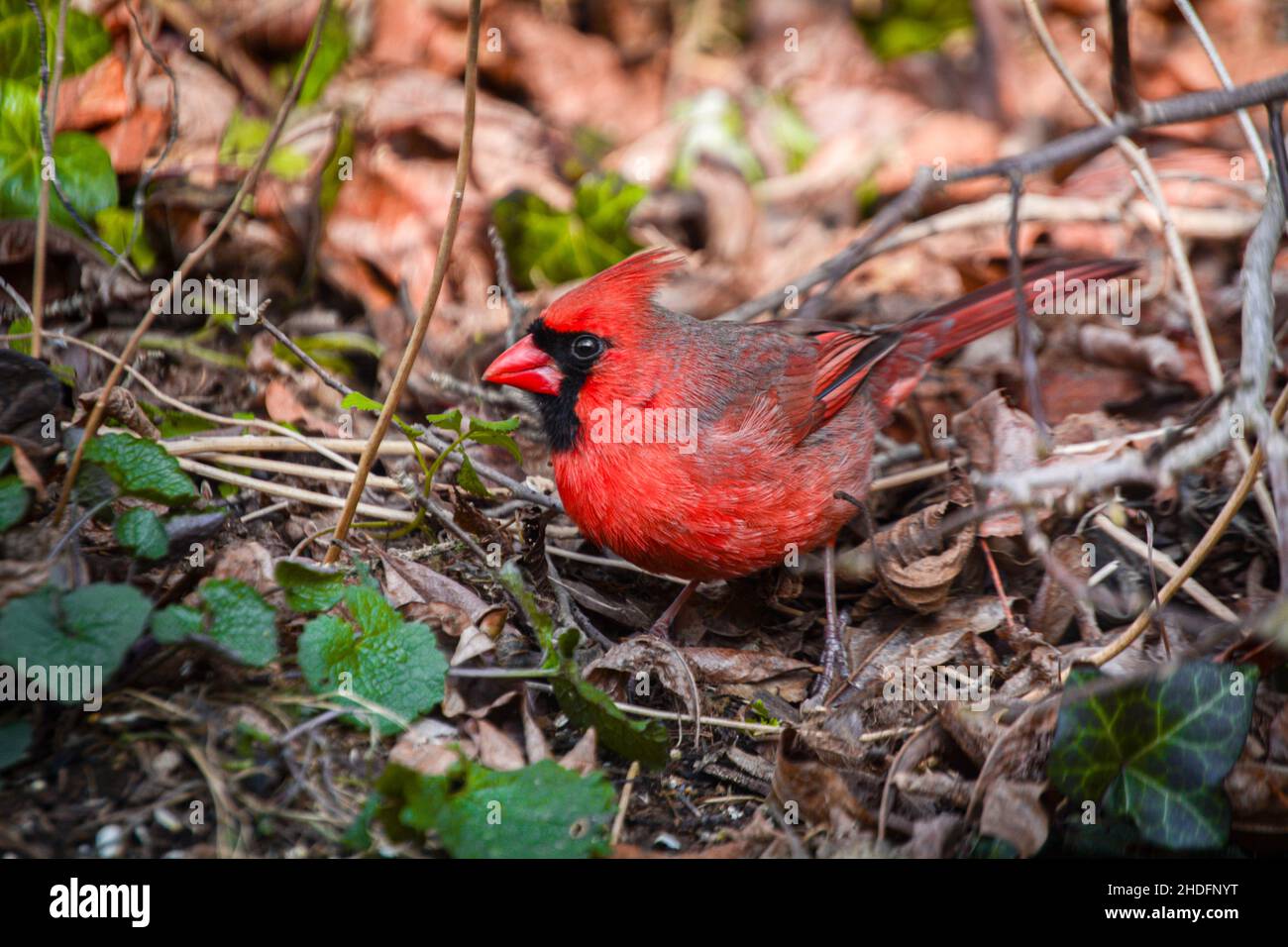 Closeup shot of a Northern cardinal Stock Photo - Alamy