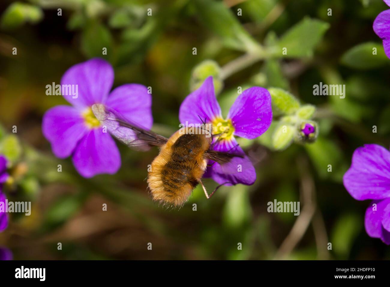 hairy, rear end, bombylius major, furry, rear ends Stock Photo - Alamy