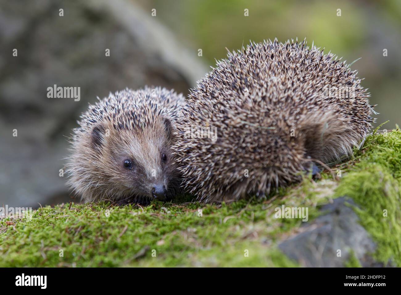 european hedgehog, european hedgehogs, hedgehog Stock Photo - Alamy