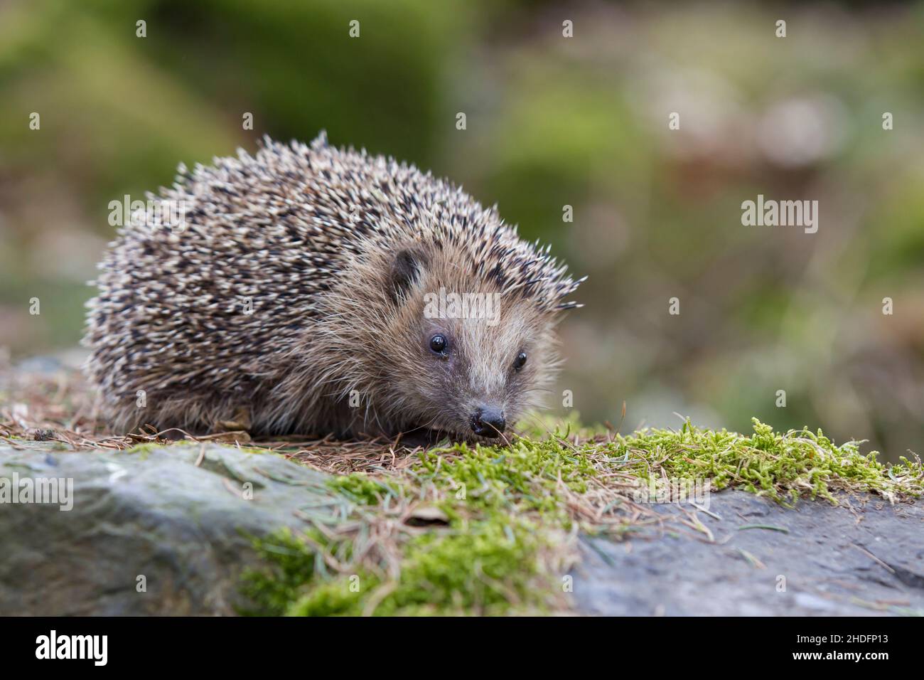 european hedgehog, european hedgehogs, hedgehog Stock Photo - Alamy