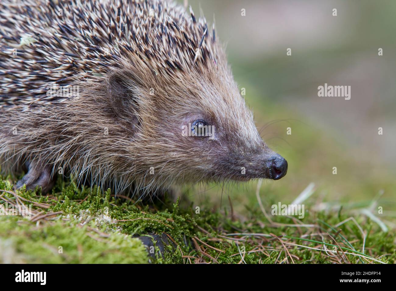 european hedgehog, european hedgehogs, hedgehog Stock Photo - Alamy