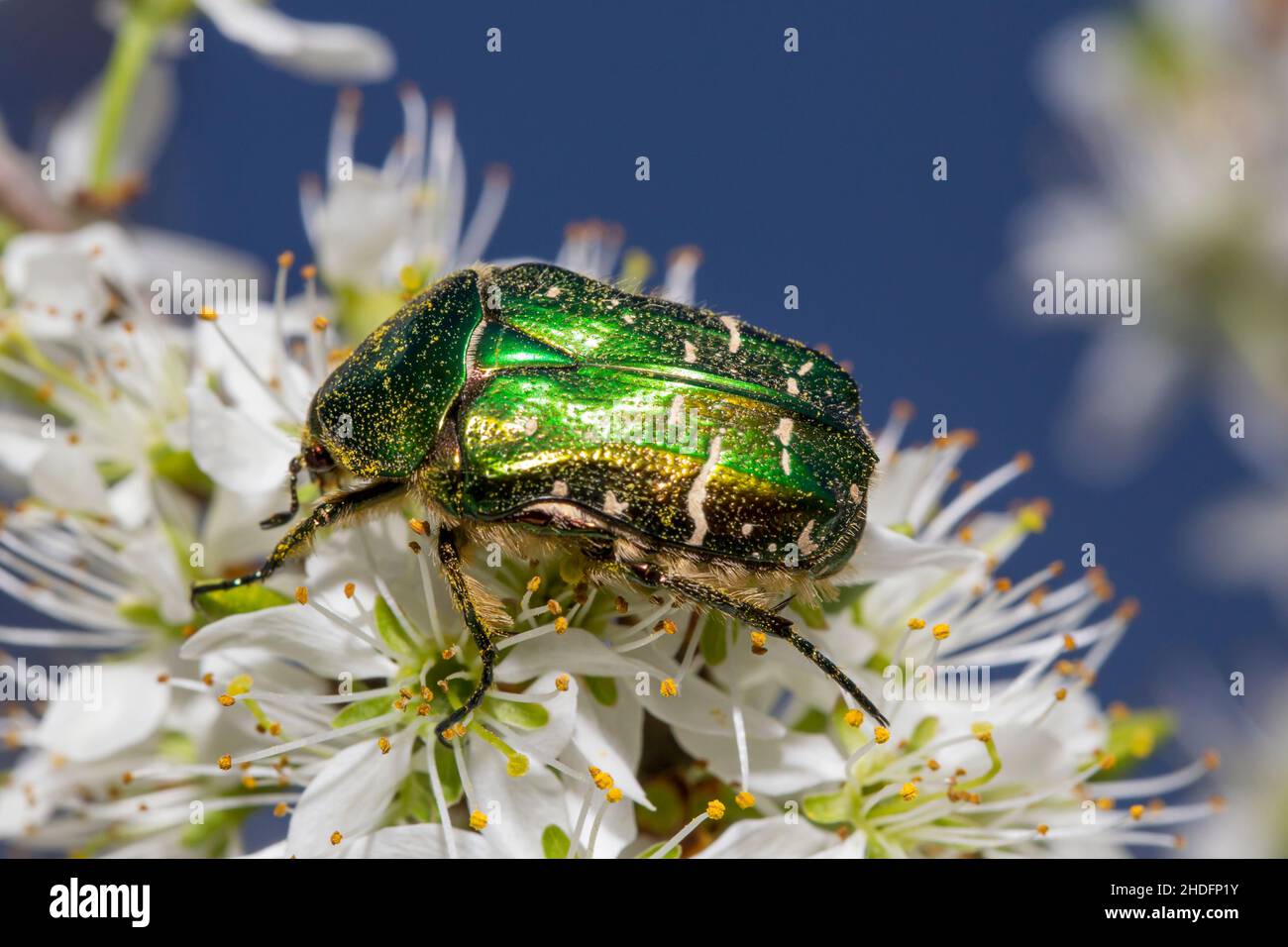 rose beetle, rose beetles Stock Photo - Alamy