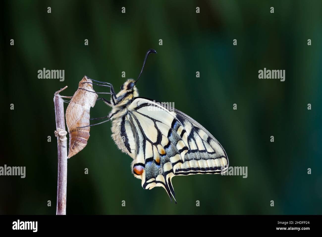 common yellow swallowtail, swallowtail butterflies Stock Photo - Alamy