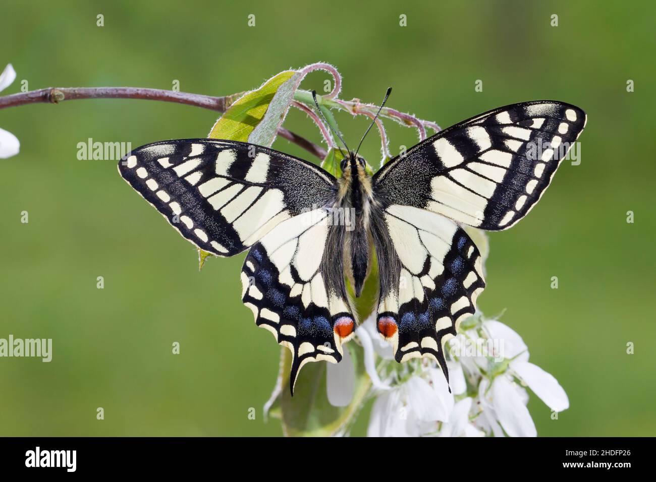 common yellow swallowtail, swallowtail butterflies Stock Photo - Alamy