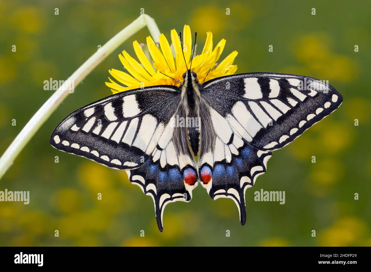common yellow swallowtail, swallowtail butterflies Stock Photo - Alamy
