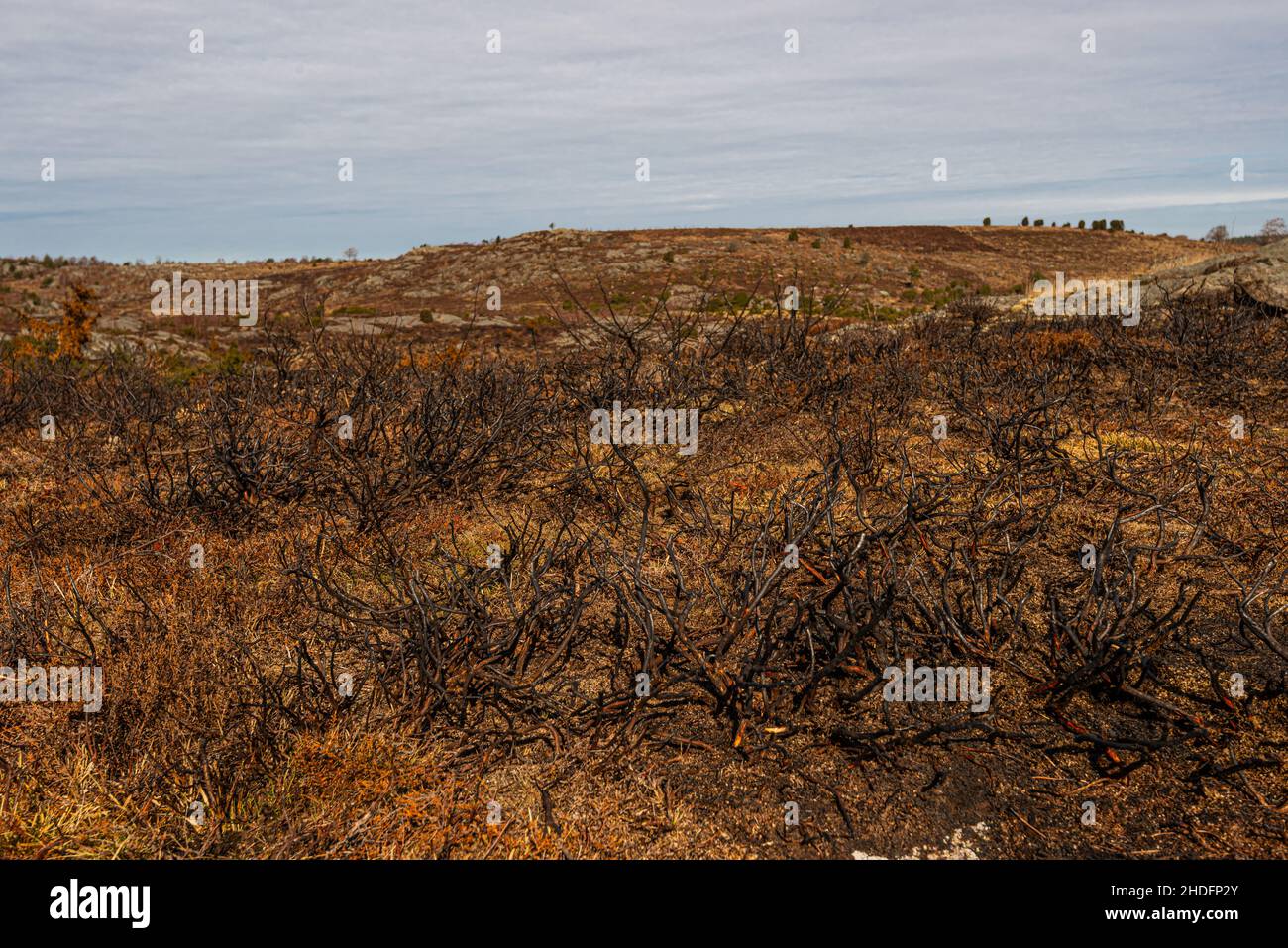 Burnt grass hi-res stock photography and images - Alamy