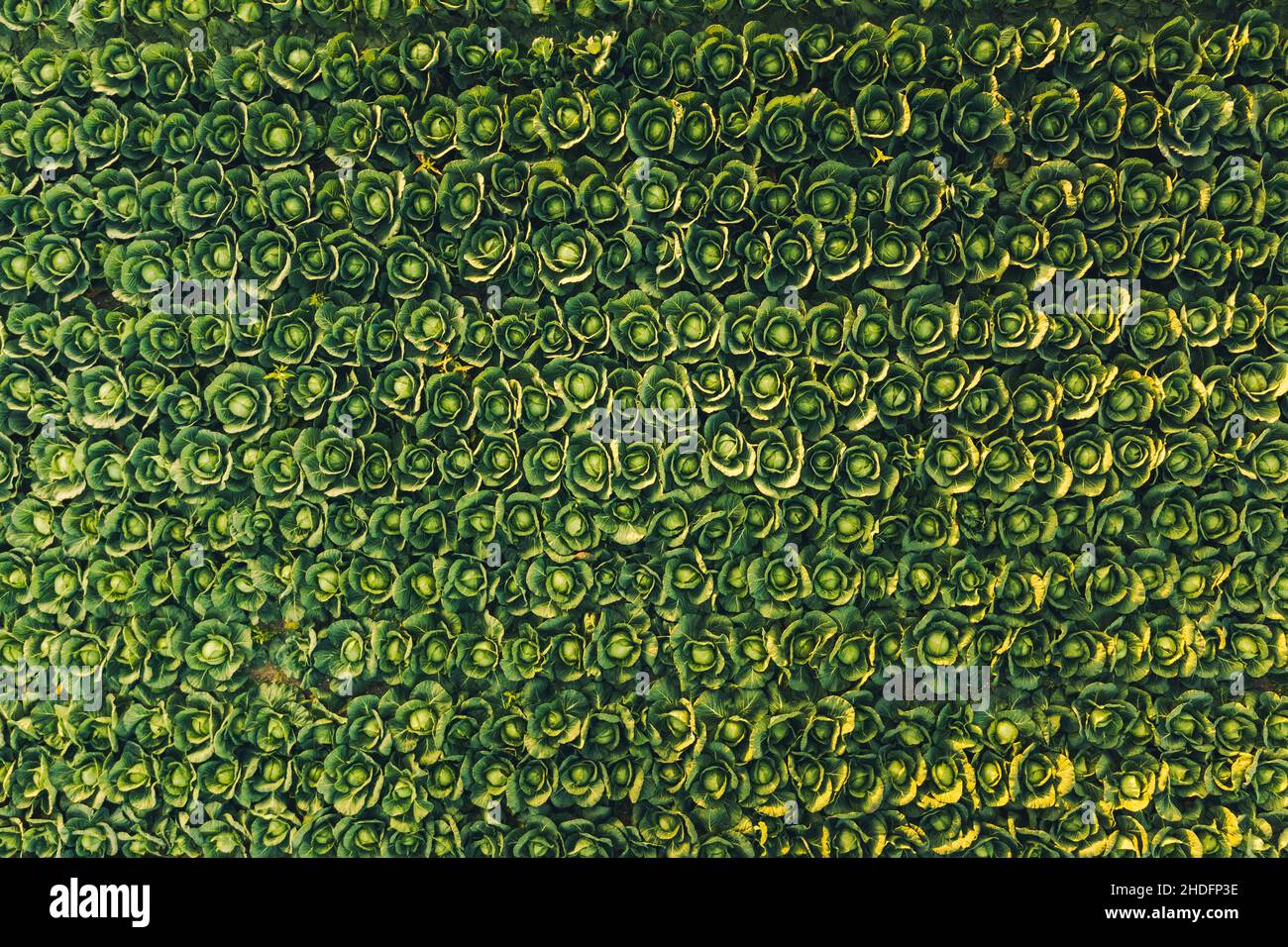 texture, cabbage, cabbage field, textures, cabbages, cabbage fields ...