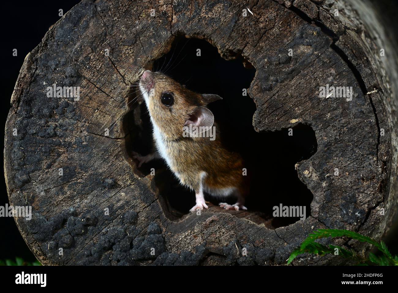wood mouse apodemus sylvaticus Stock Photo - Alamy