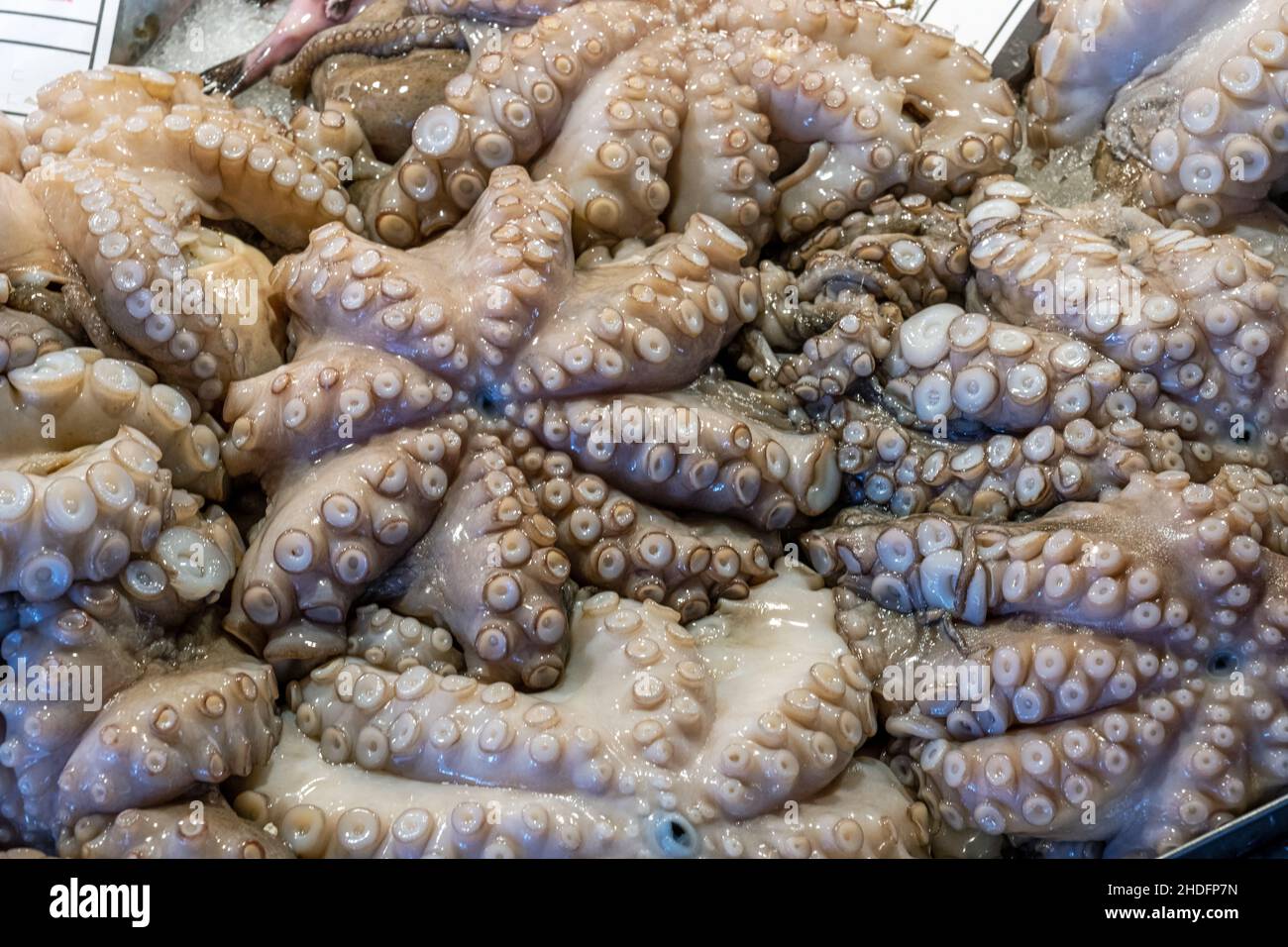 seafood, octopus, seafoods, octopuses Stock Photo - Alamy
