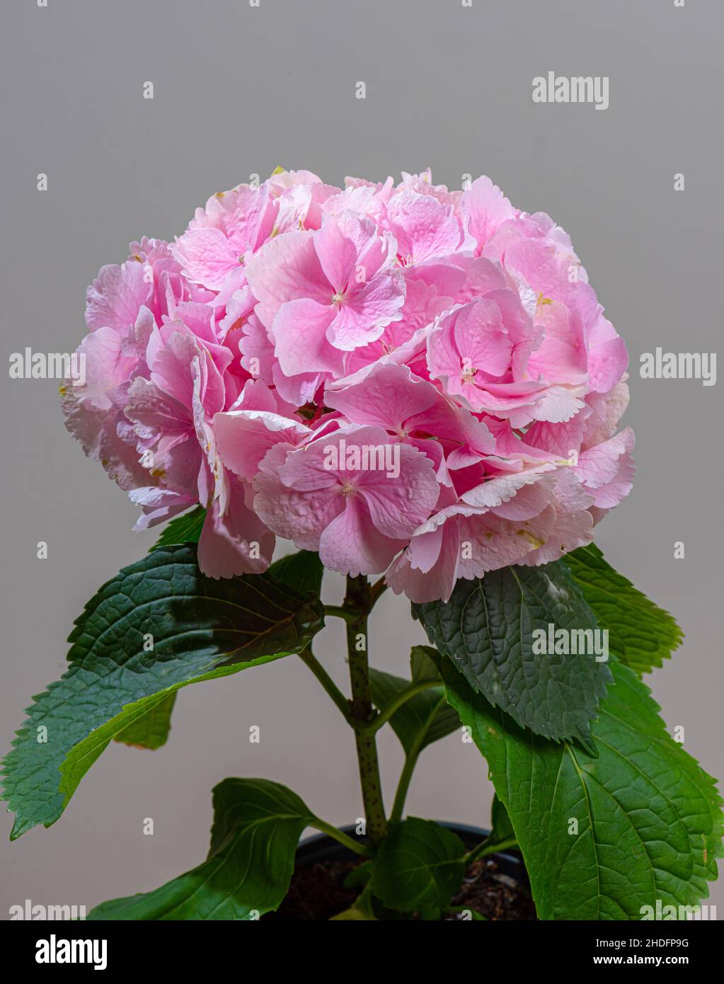 Pink flower of french hydrangea Stock Photo - Alamy