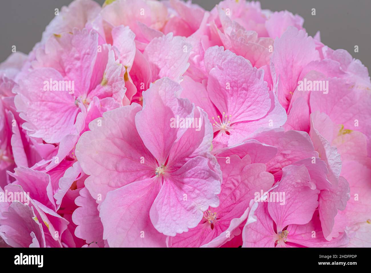 Pink flower of french hydrangea Stock Photo - Alamy