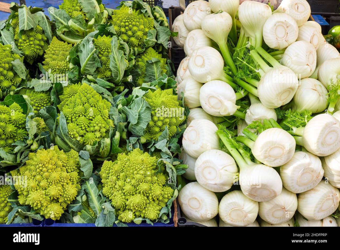 fennel, romanesco, fennels, romanescos Stock Photo - Alamy