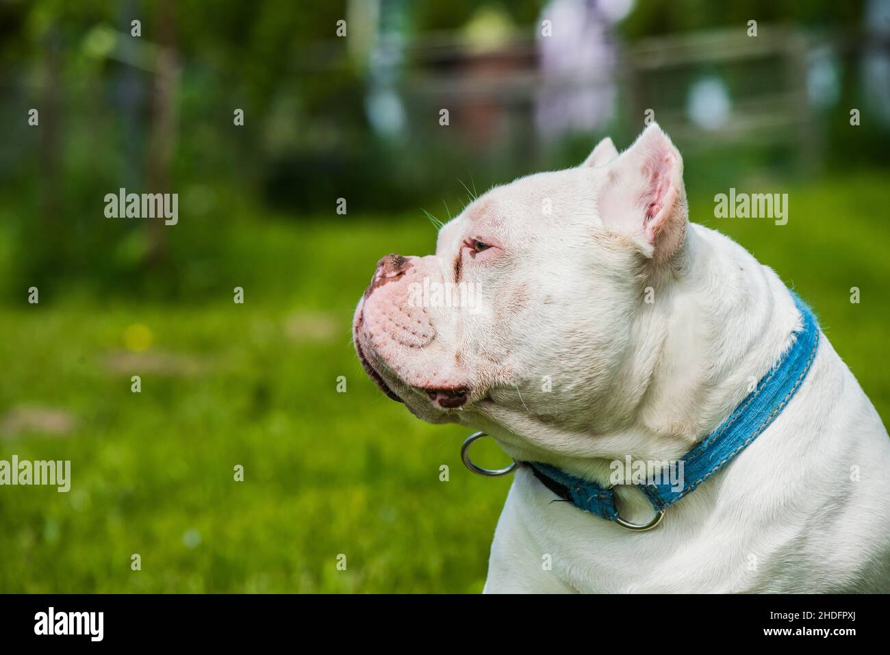 A pocket white color male American Bully dog profile portrait on green ...